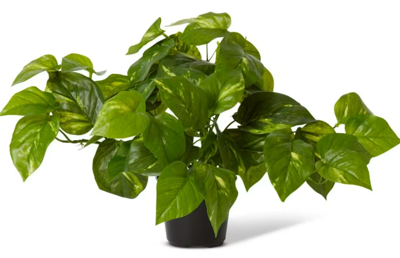 Pothos Golden Potted - 50 x 30 x 30cm – Mamo Home