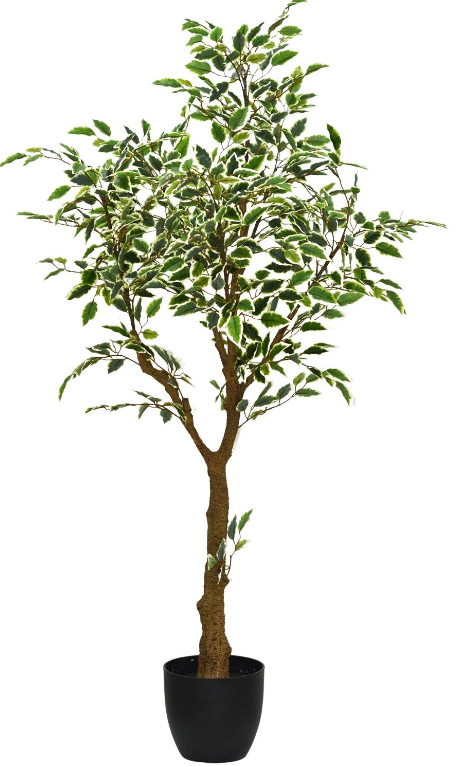Ficus Tree – Mamo Home